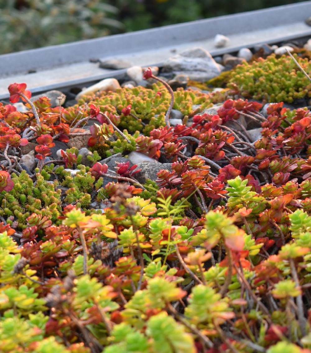 Sedum als groendak en groengevels
