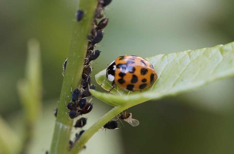 Bladluis bestrijden: zo doe je dat natuurlijk! | Eco-Logisch