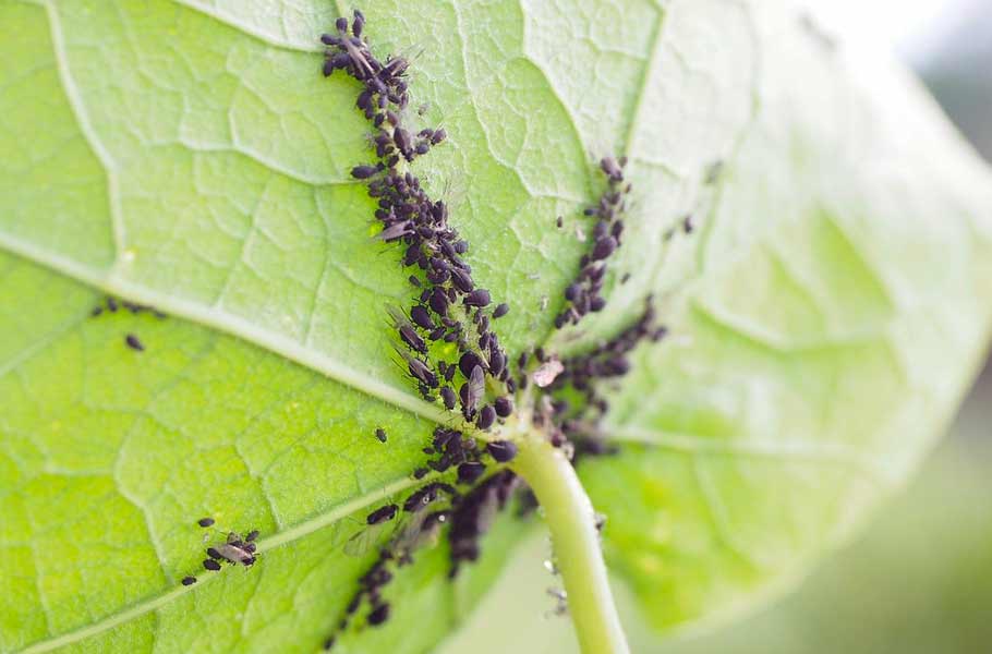 Bladluis bestrijden: zo doe je dat natuurlijk! | Eco-Logisch