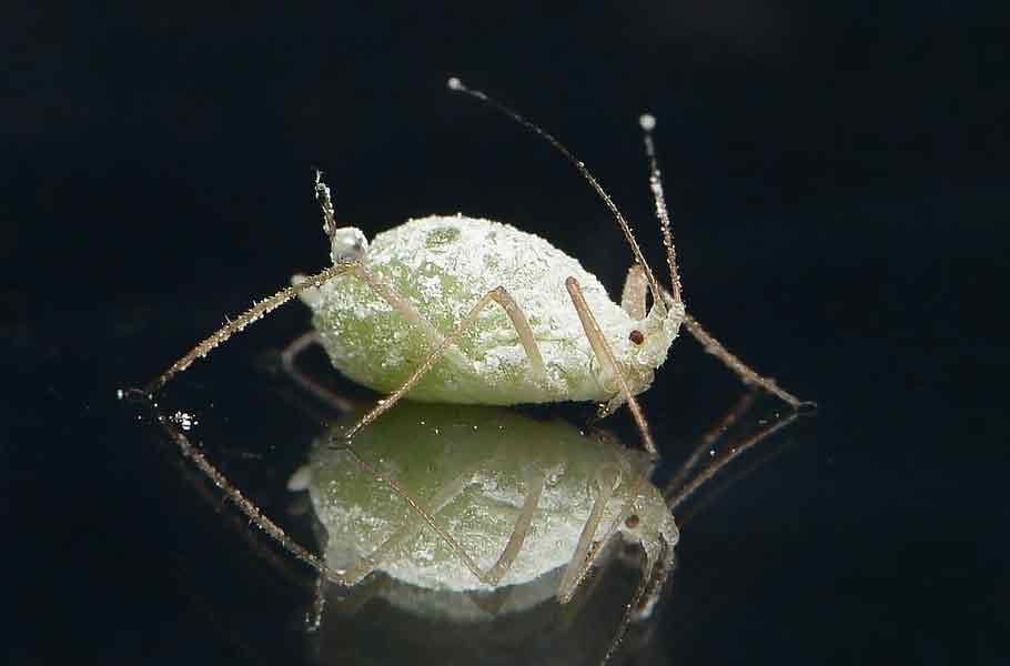 Bladluis bestrijden: zo doe je dat natuurlijk! | Eco-Logisch