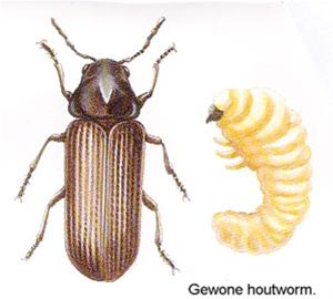 ewone houtwormkevers komen voor zowel in loof- en naaldhout dat in ...